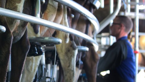 Artificial breeding | LIC