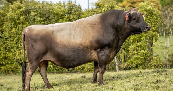 27 young bulls join LIC's AB teams in time for peak mating period | LIC