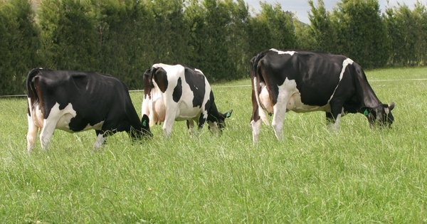Get your cows in-calf early to get ahead | LIC