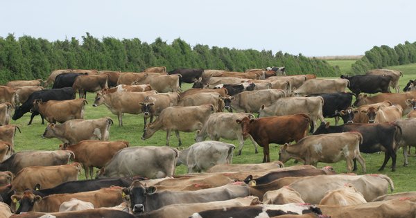 About Bovine Viral Diarrhoea (BVD) | LIC