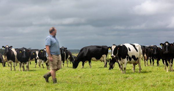 Cow wearable technology bringing Kiwi farmers closer to their cows | LIC