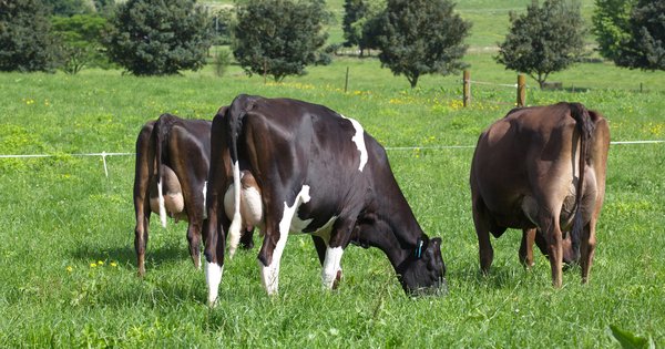 The cream of the crop rises to the top | LIC