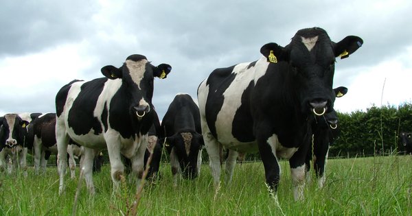 Breeding for the shareholder | LIC