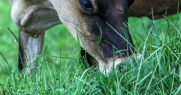 Quantifying the environmental efficiency of LIC’s bulls | LIC