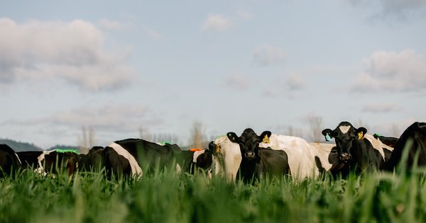 Our submission to the DairyNZ proposal on genomics | LIC