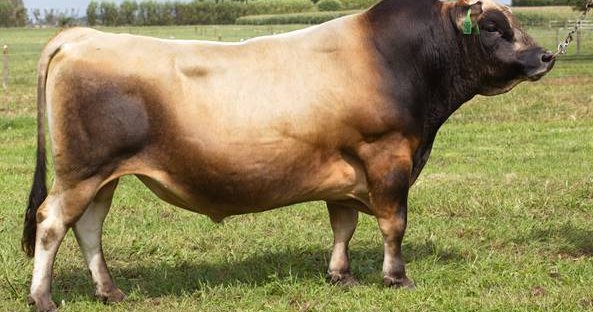 LIC bulls receive top industry accolades from breed societies | LIC