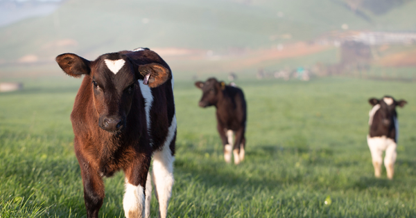 LIC annual result reflects performance, profitability turnaround | LIC