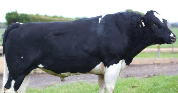 Record number of elite young bulls join AB teams in time for peak ...