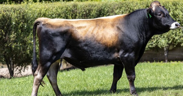 Punching above their weight | LIC