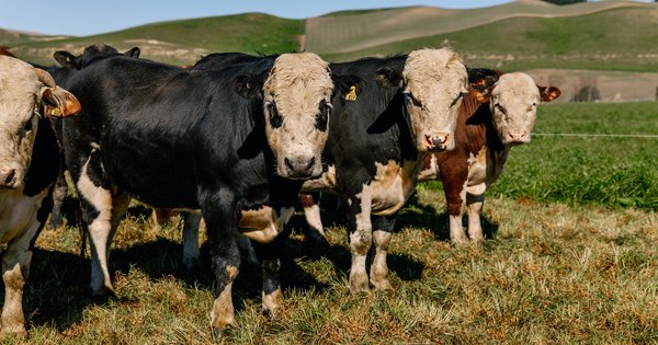 Selecting super beef sires for dairy | LIC