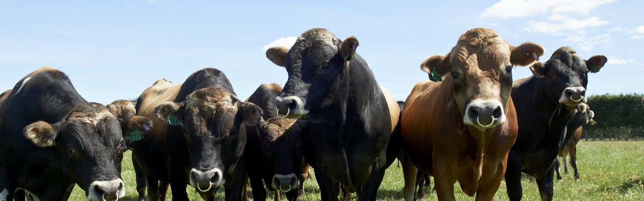 LIC bulls given all clear from M.bovis | LIC